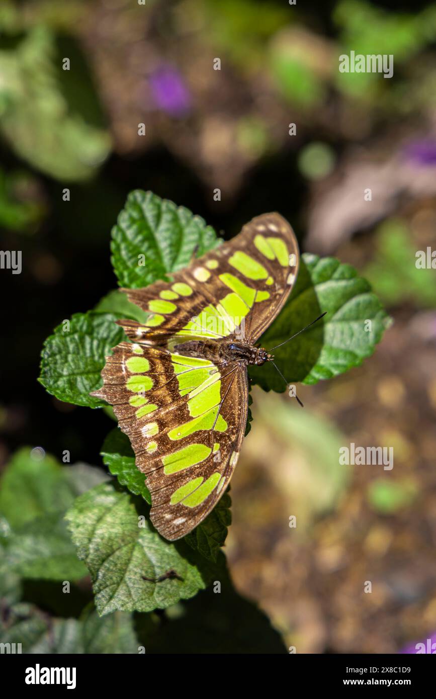Beautiful butterfly Metamorpha stelenes in nature habitat in tropicasl ...