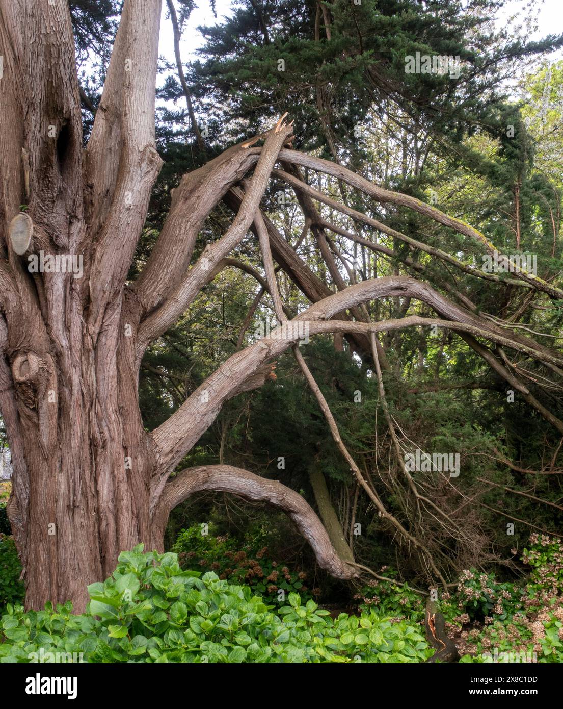 Snapped branches on a giant Monterey Cyprus tree in a Devon garden ...