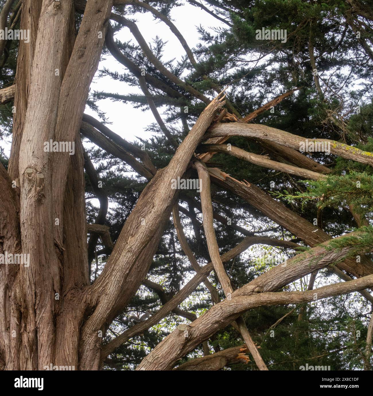 Snapped branches on a giant Monterey Cyprus tree in a Devon garden ...