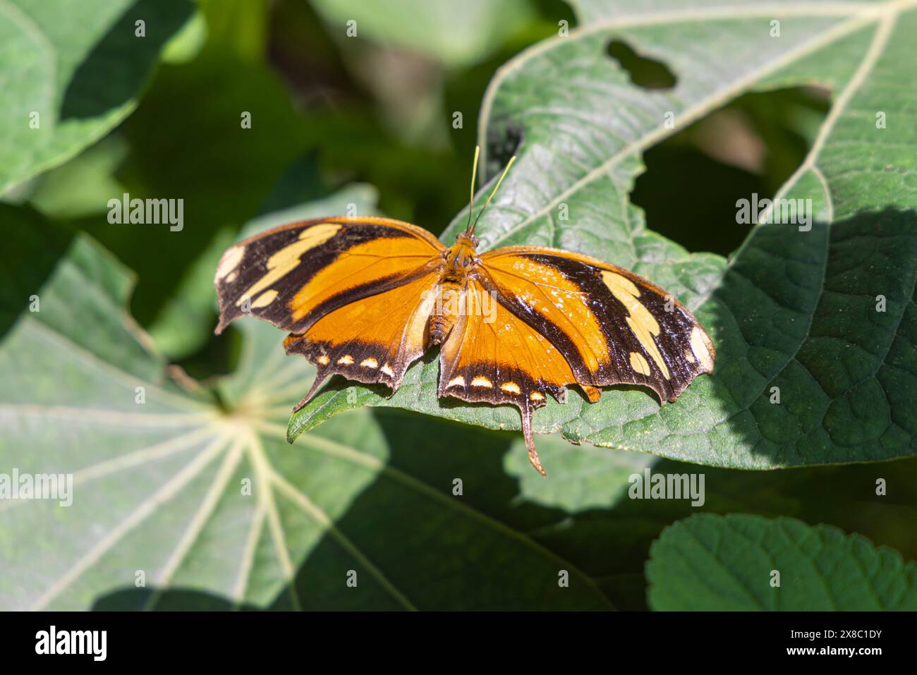 Consul fabius, the tiger leafwing, orange black butterfly in the ...