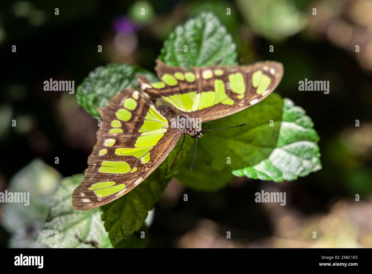 Beautiful butterfly Metamorpha stelenes in nature habitat in tropicasl ...