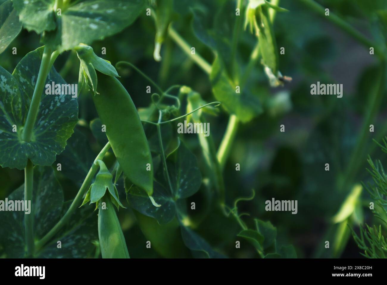 Green pea plant blooming and growing on farm field or in garden. Fresh ...