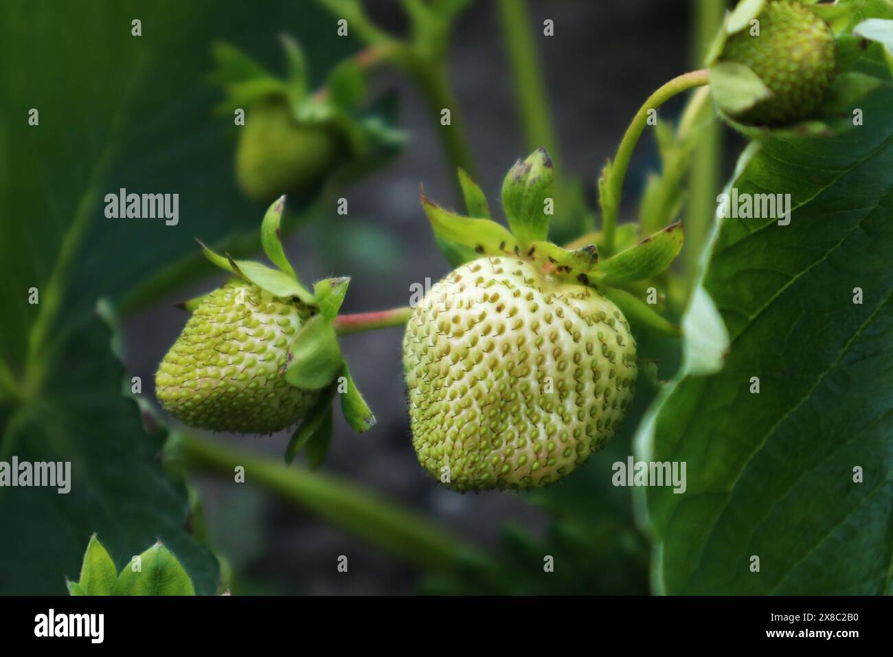 Green strawberry plant and bushes. Fresh, unripe and organic Stock ...
