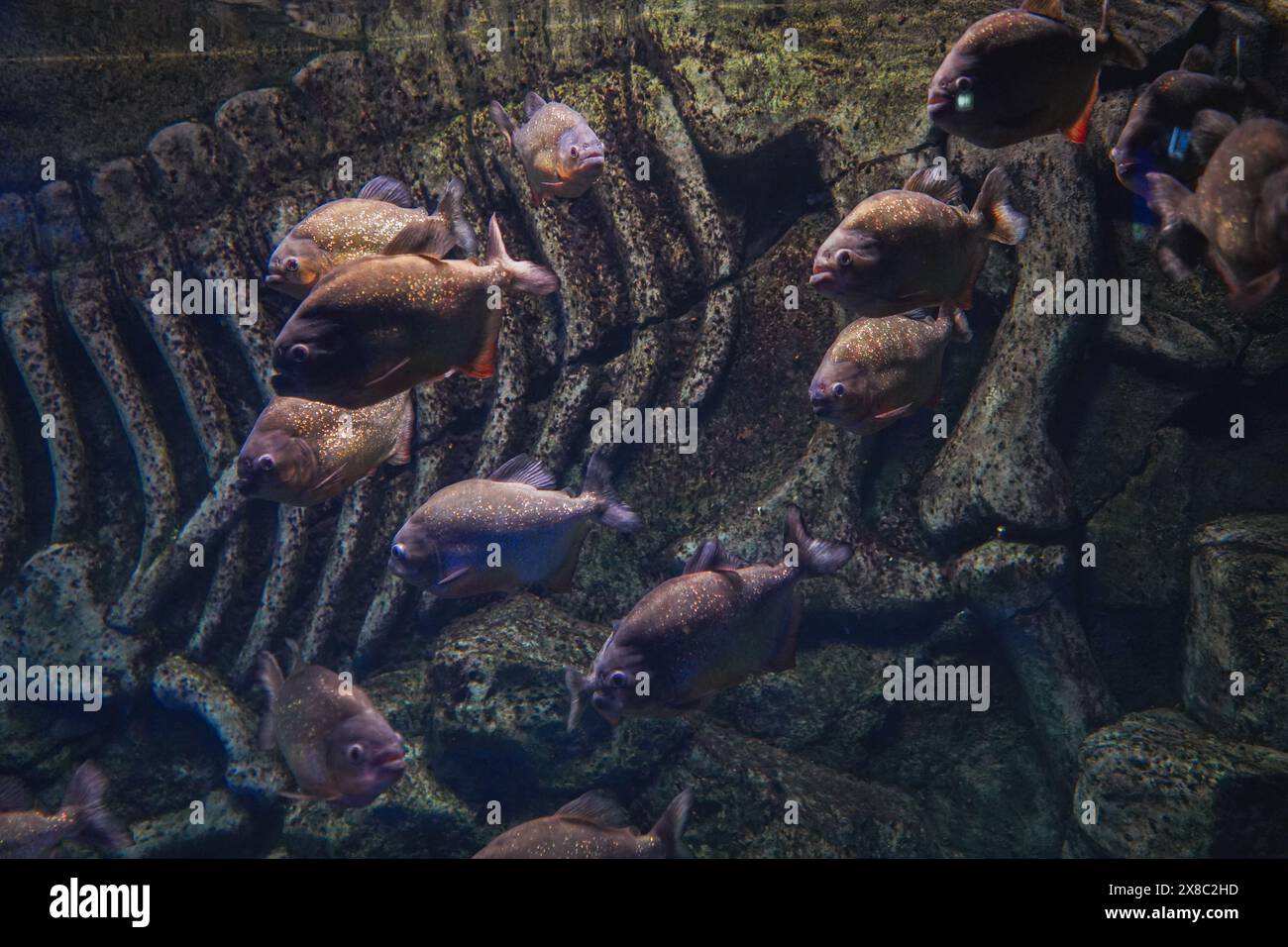 Piranhas eat fish hi-res stock photography and images - Alamy