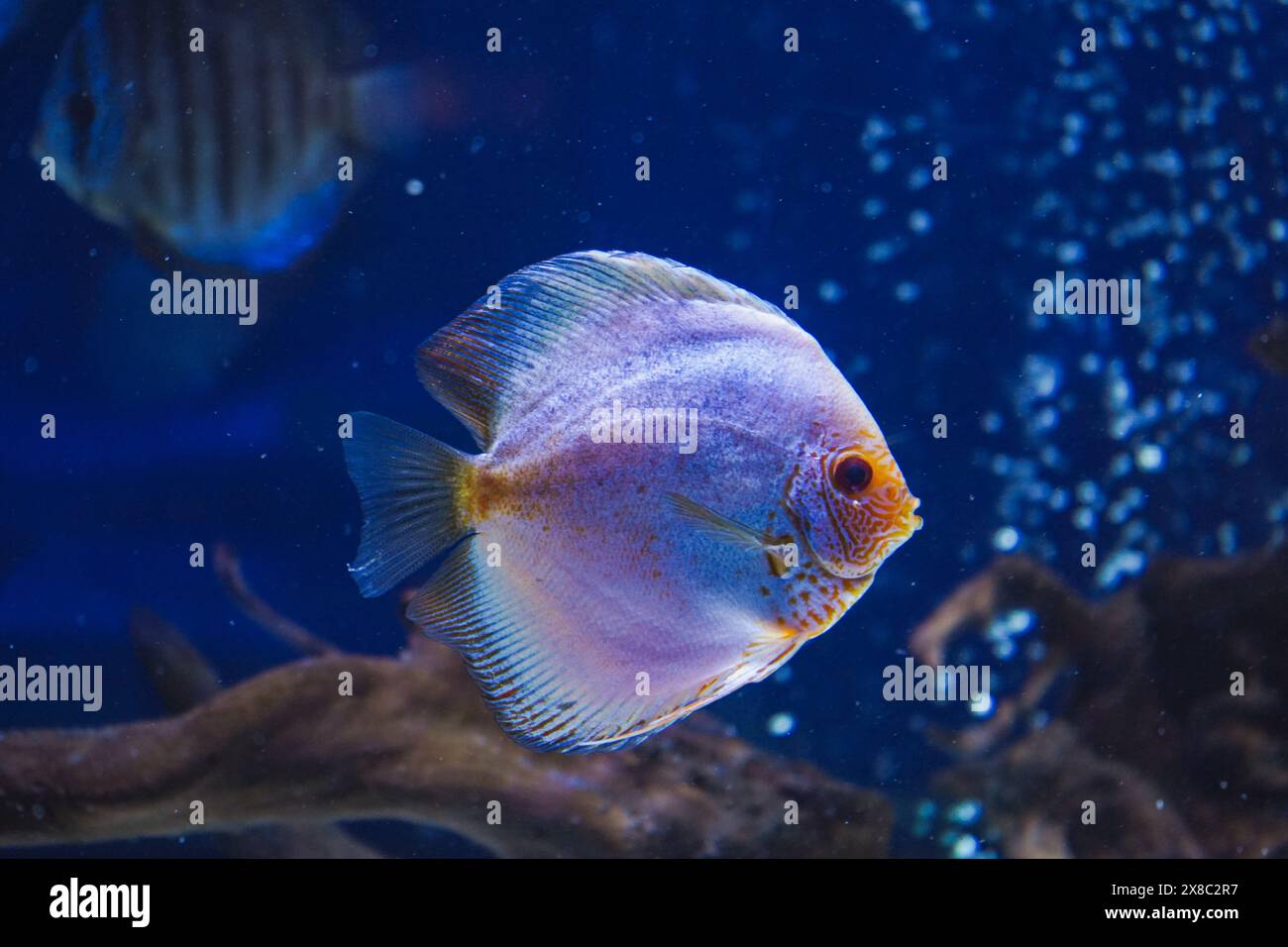 Discus, colorful cichlids in the aquarium, freshwater fish that lives ...