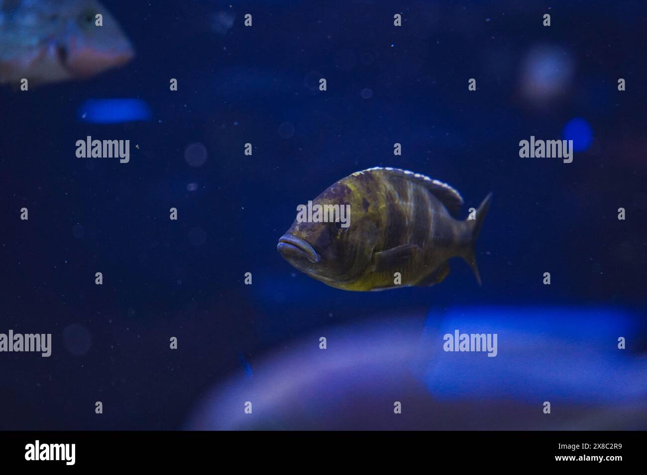Bright tropical cichlids swimming in hi-res stock photography and ...