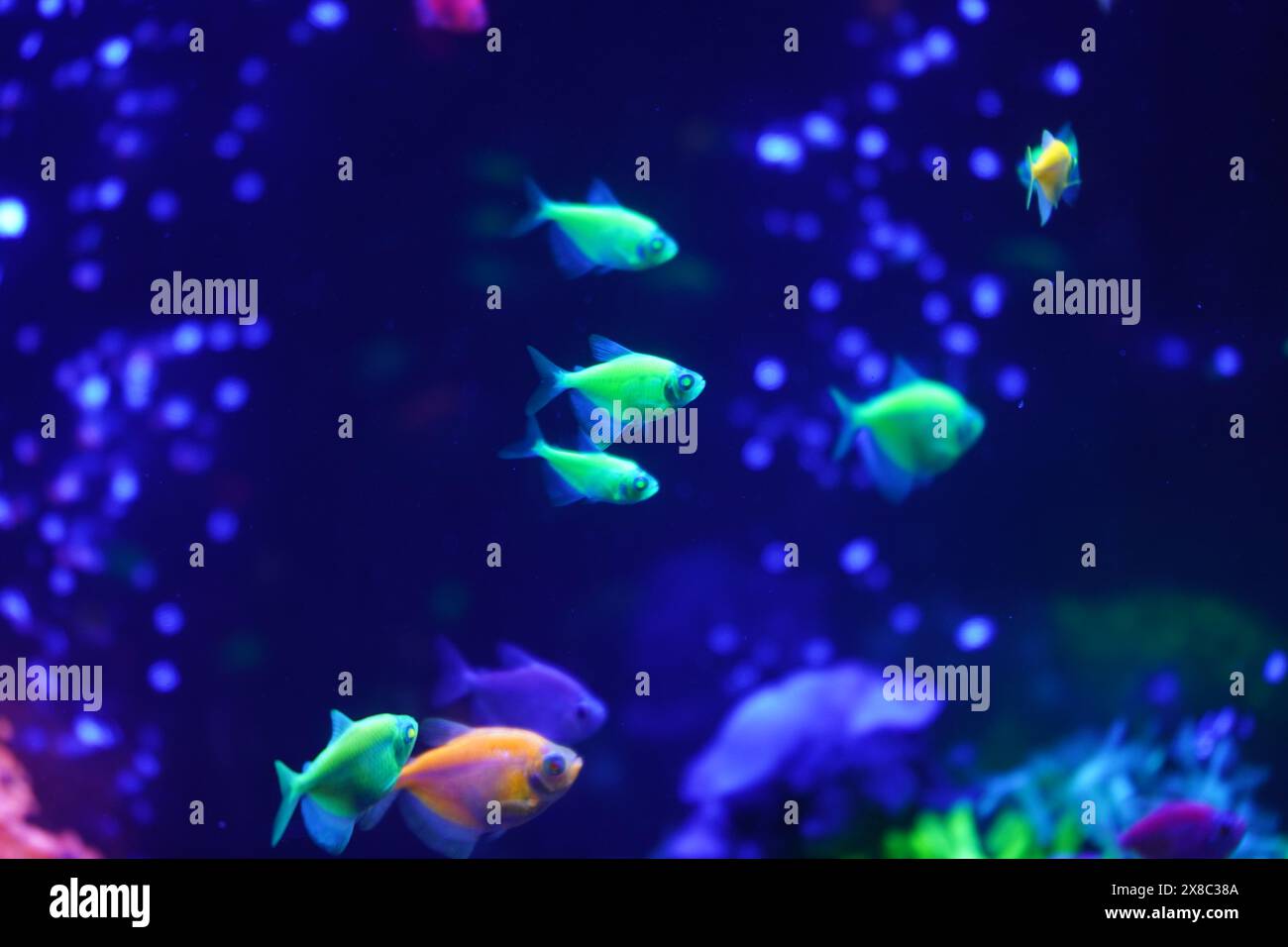 A flock of beautiful neon glowing fish in a dark aquarium with neon ...