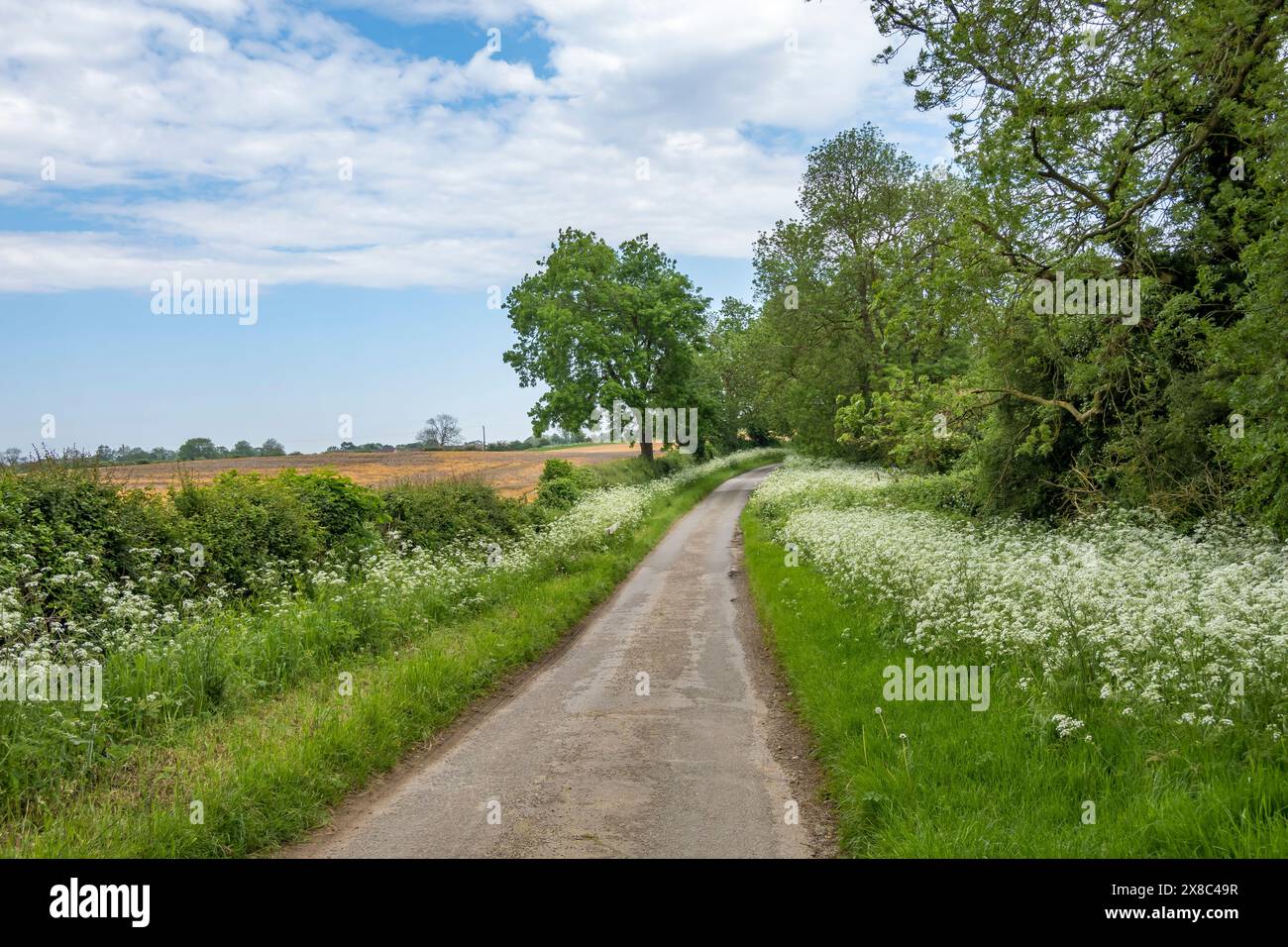 Country lane lined with Cow Parsley, Cherry Willingham, Lincoln ...