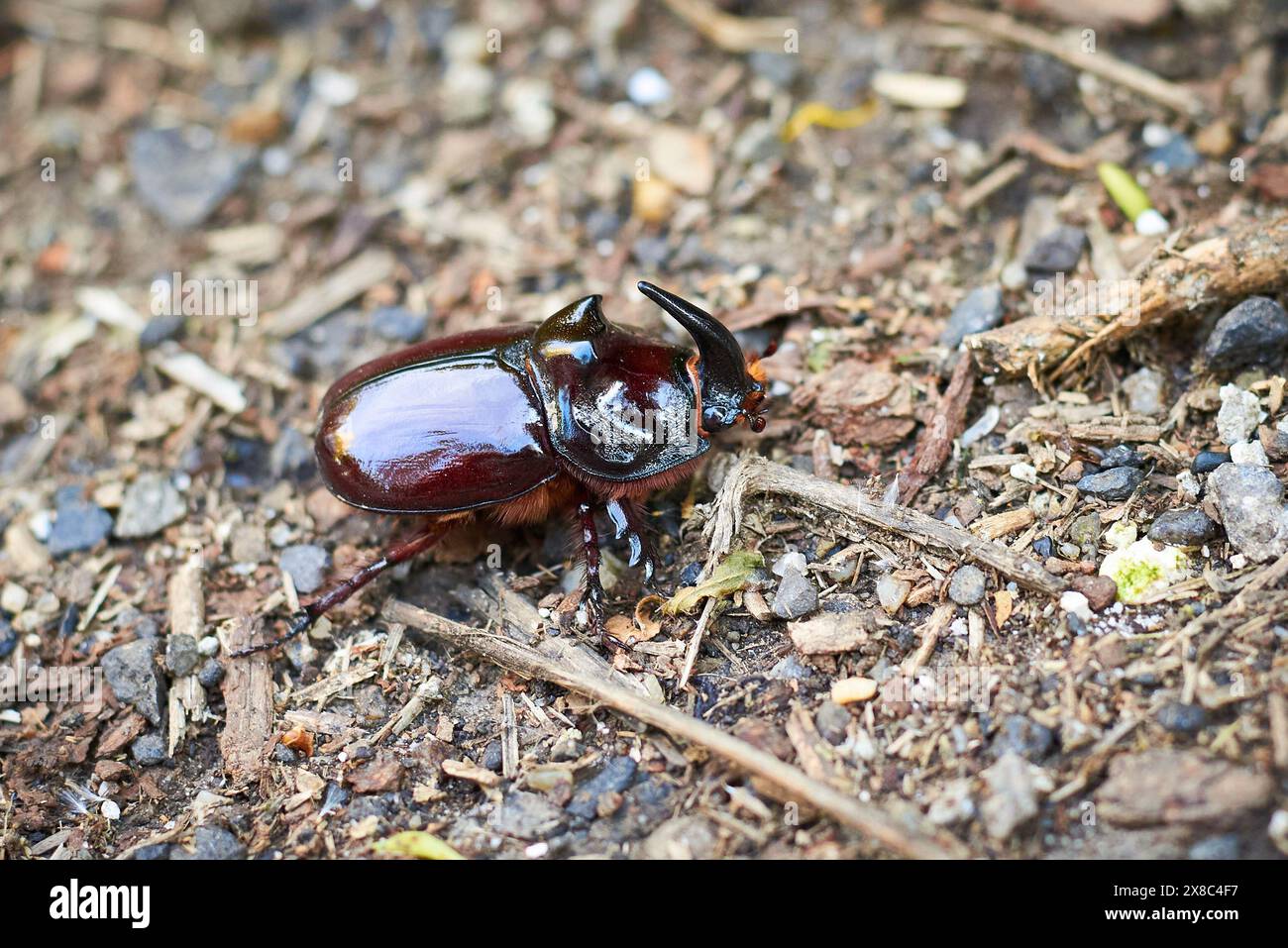 European rhinoceros beetle (Oryctes nasicornis Stock Photo - Alamy