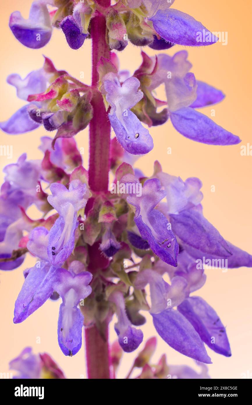 Solenostemon (= Coleus) scutellarioides serie Wizard, Lamiaceae ...