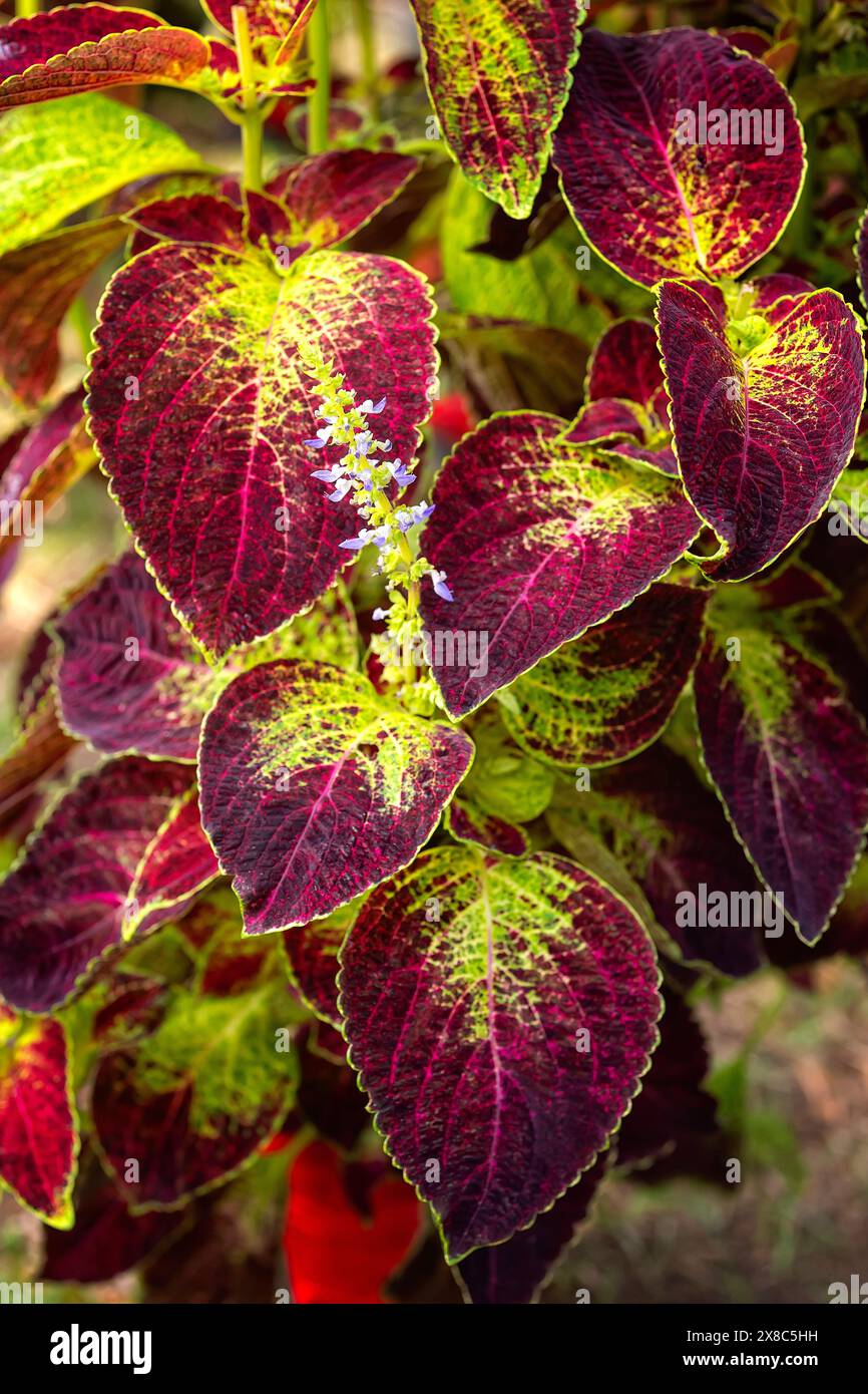 Solenostemon (= Coleus) scutellarioides serie Wizard, Lamiaceae ...