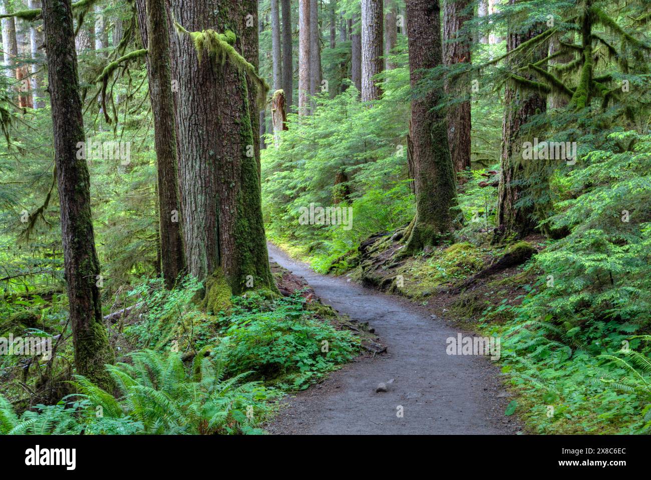 Trail to Sol Duc Falls, Rain Forest, Olympic National Park, UNESCO ...