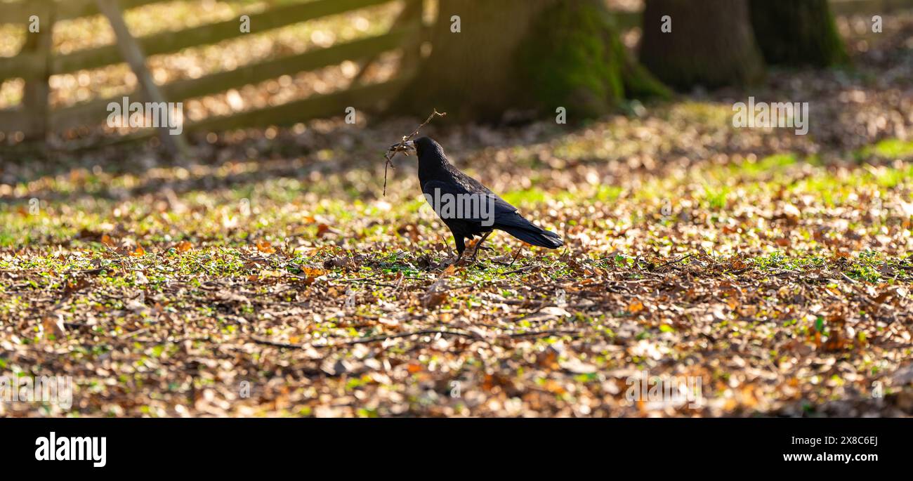 A black crow with a wooden stick in its mouth stands on the leaves in ...