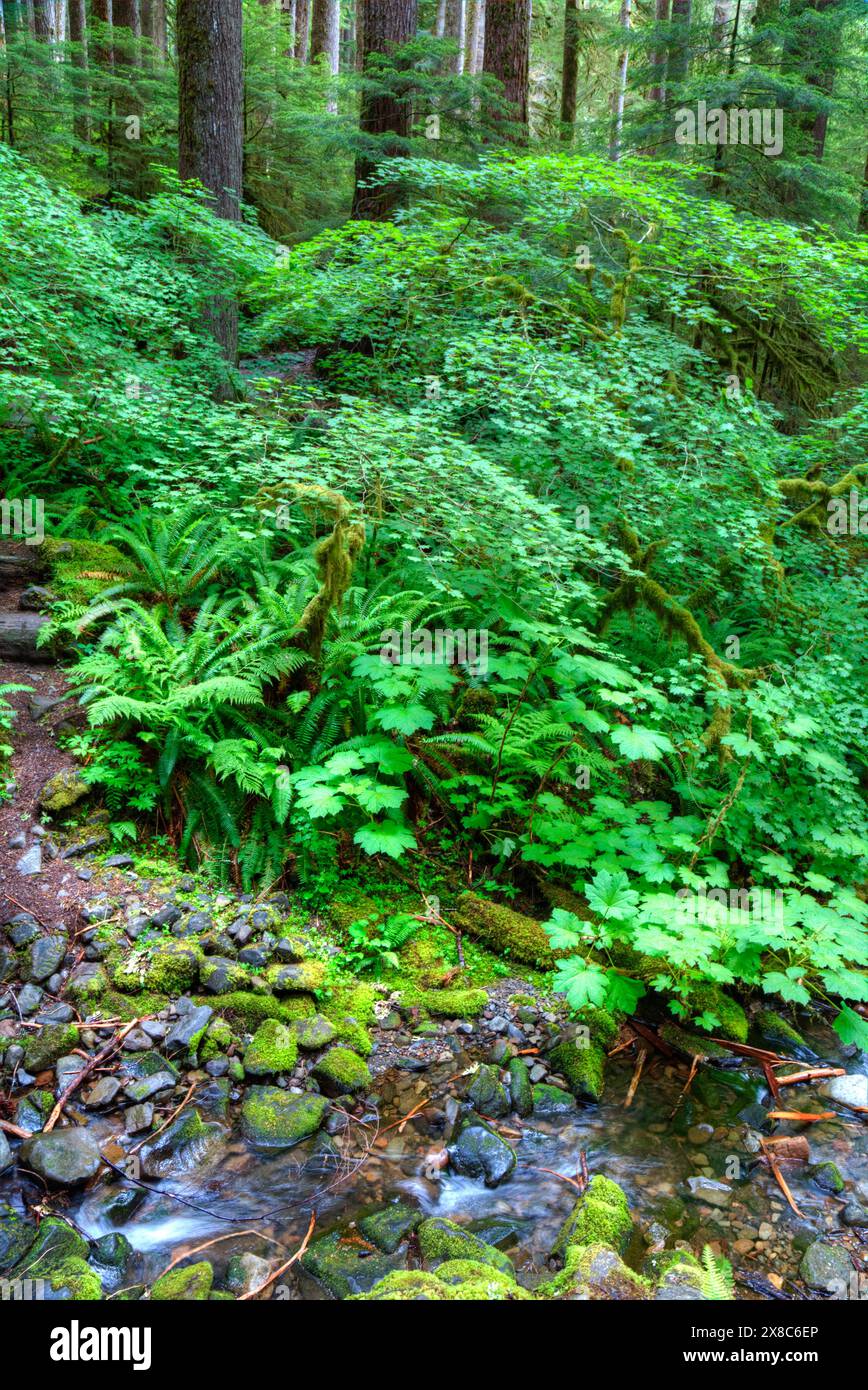 Olympic national park united hi-res stock photography and images - Alamy