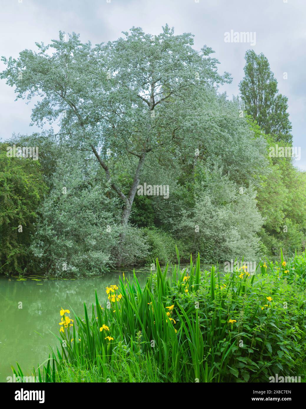 Beverley blooms hi-res stock photography and images - Alamy