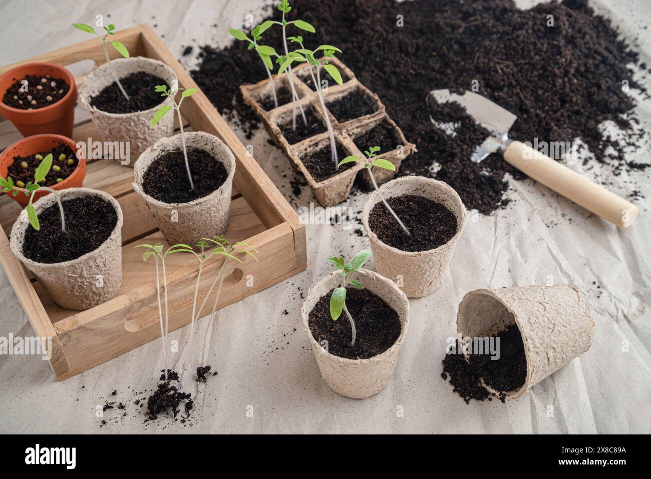 Repotting young tomato plants into paper seedling pots in springtime ...