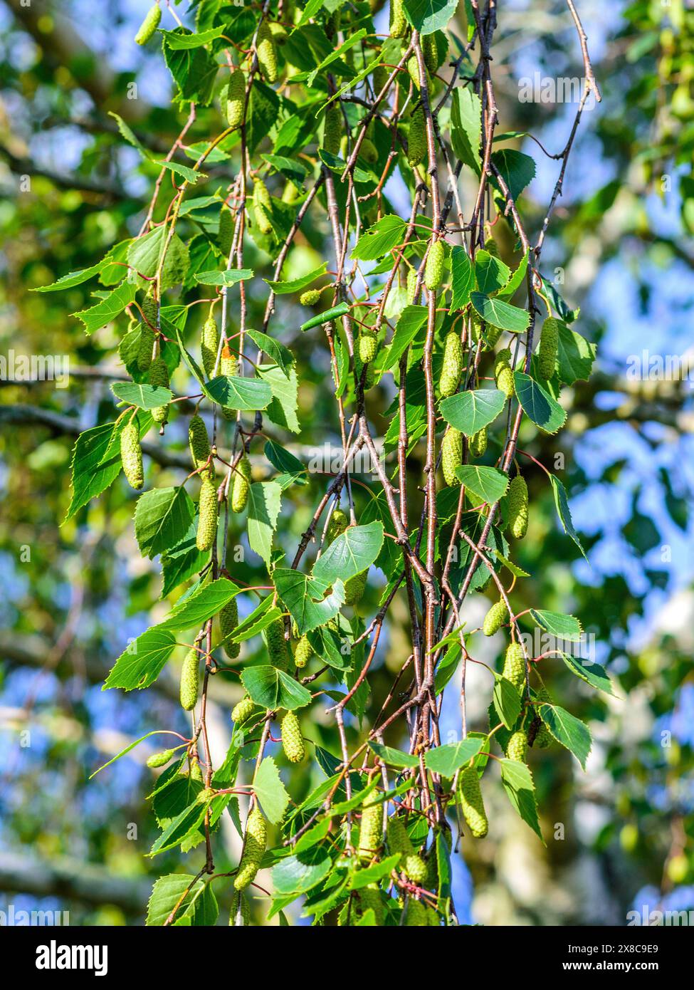New leaves and catkins on Silver Birch tree (Betula pendula) - central ...