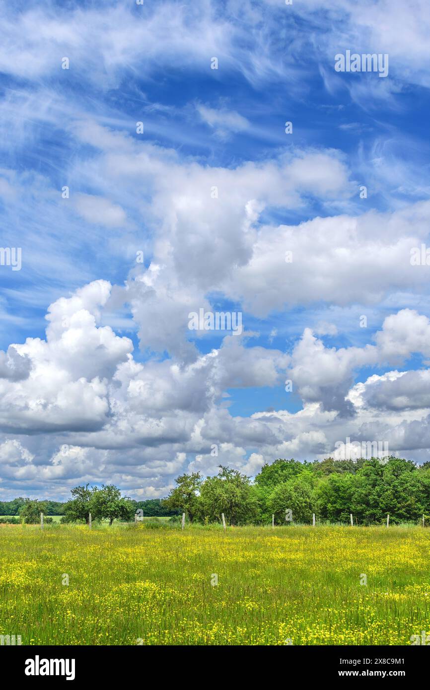 Fallow farmland covered in Buttercups (Ranunculus) with Cumulus clouds ...