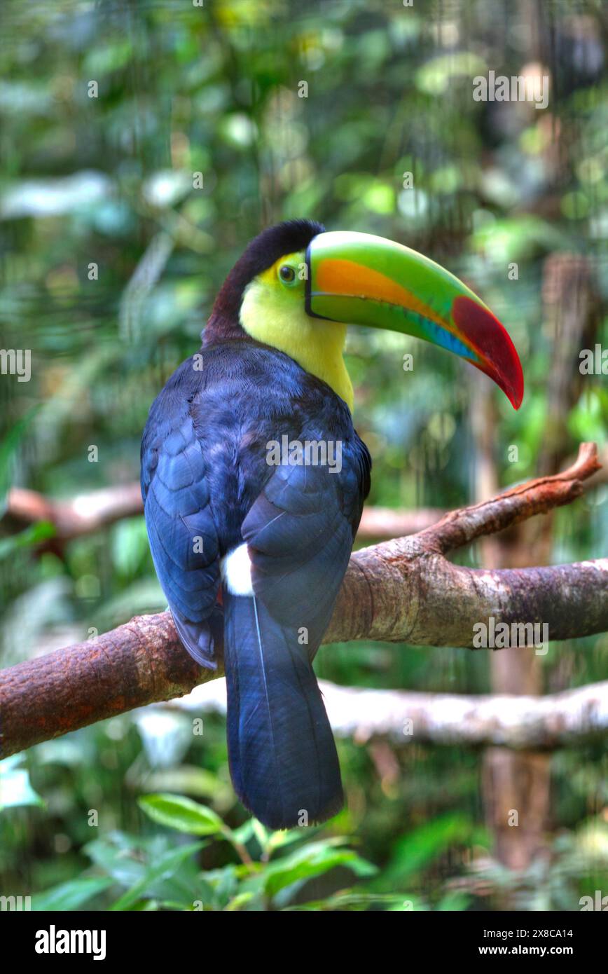 Keel-billed Toucan (Latin-Ramphastos sulfuratus); Belize Zoo, near ...