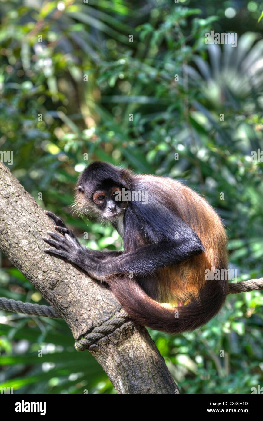 Spider Monkey (Latin-Ateles fusciceps), Belize Zoo, near Belize City ...