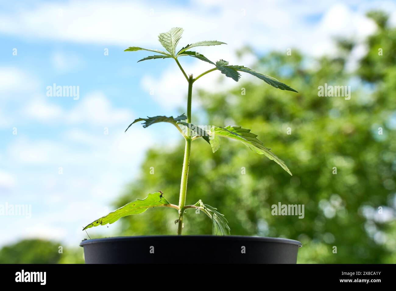 Augsburg, Bavaria, Germany - 24 May 2024: Cannabis plant in a plant pot ...
