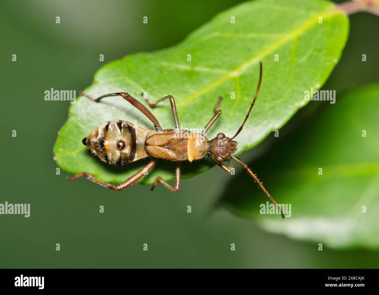 Texas bow-legged bug nymph (Hyalymenus tarsatus) insect nature ...
