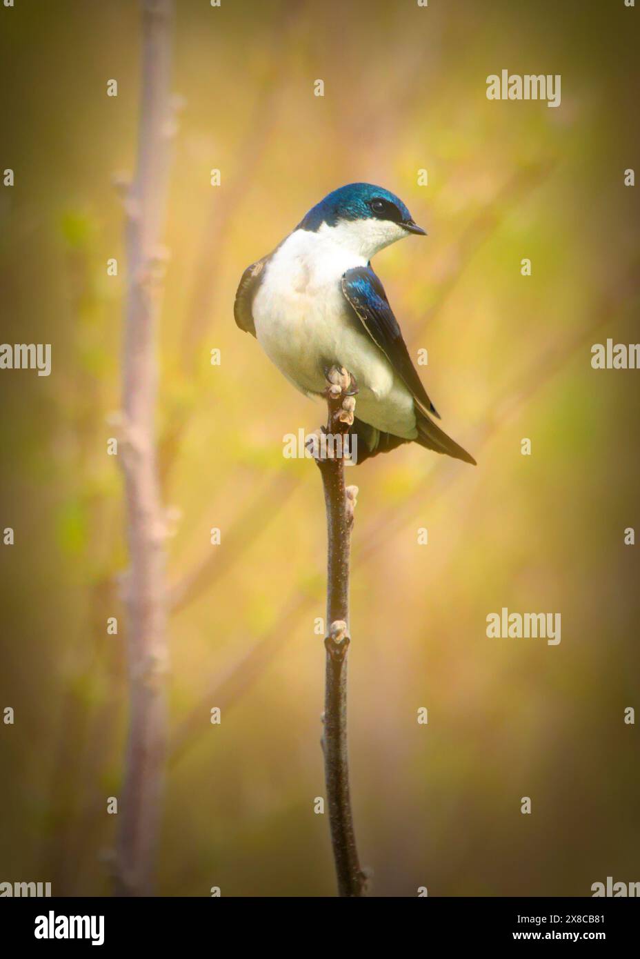 Artistic look at tree swallow on the top of a very narrow plant Stock ...
