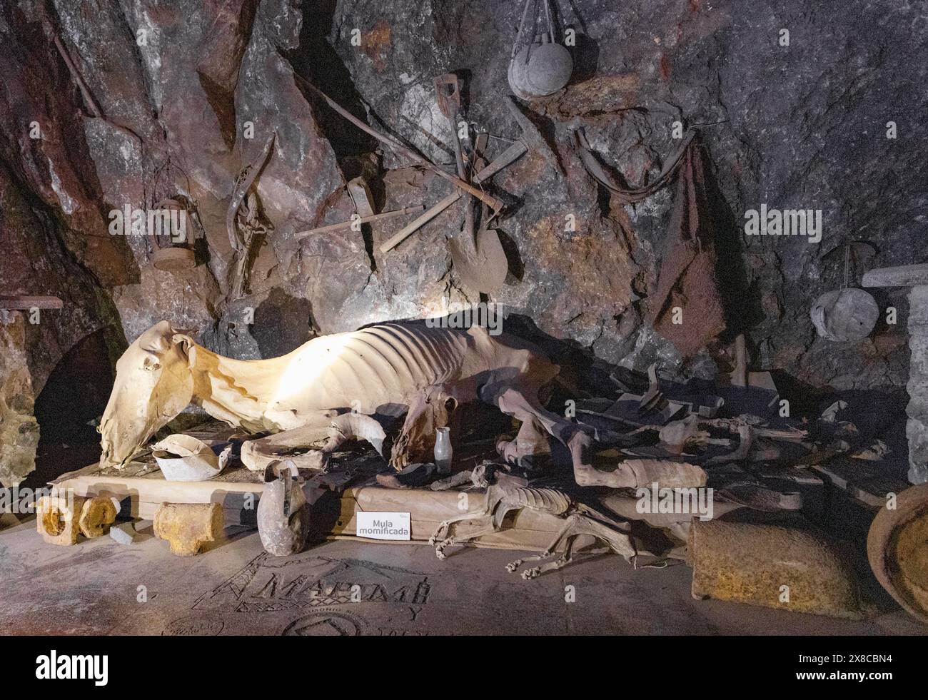 Relics including a mummified mule and other animals in Ojuela Mine, a ...