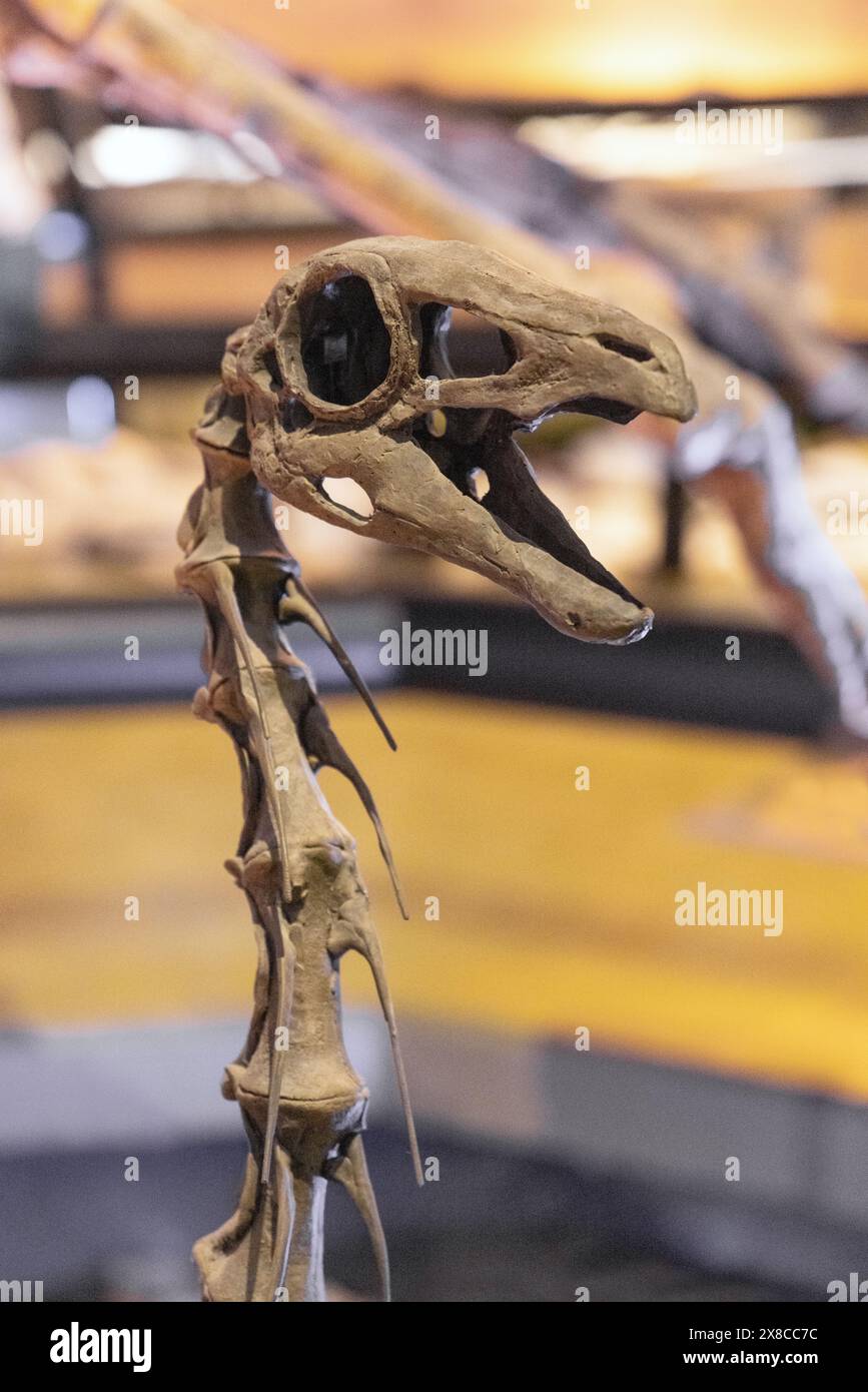 Ornithomimus dinosaur fossil, close up of skull and skeleton; Museo del ...