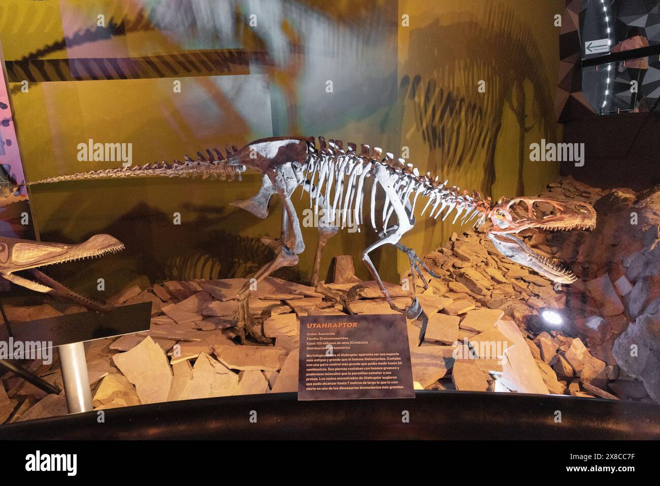 Utahraptor skeleton hi-res stock photography and images - Alamy