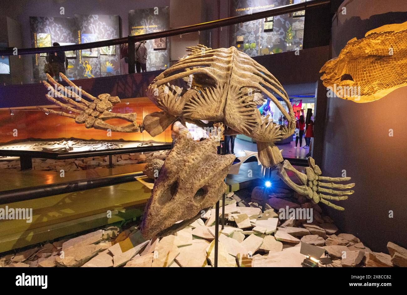 Fossil skeleton and bones of extinct sea turtle Archelon, largest ...