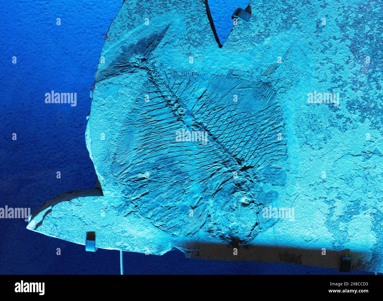 Fossil fish - a fossil of Nursallia gutturosum, extinct sea fish from ...