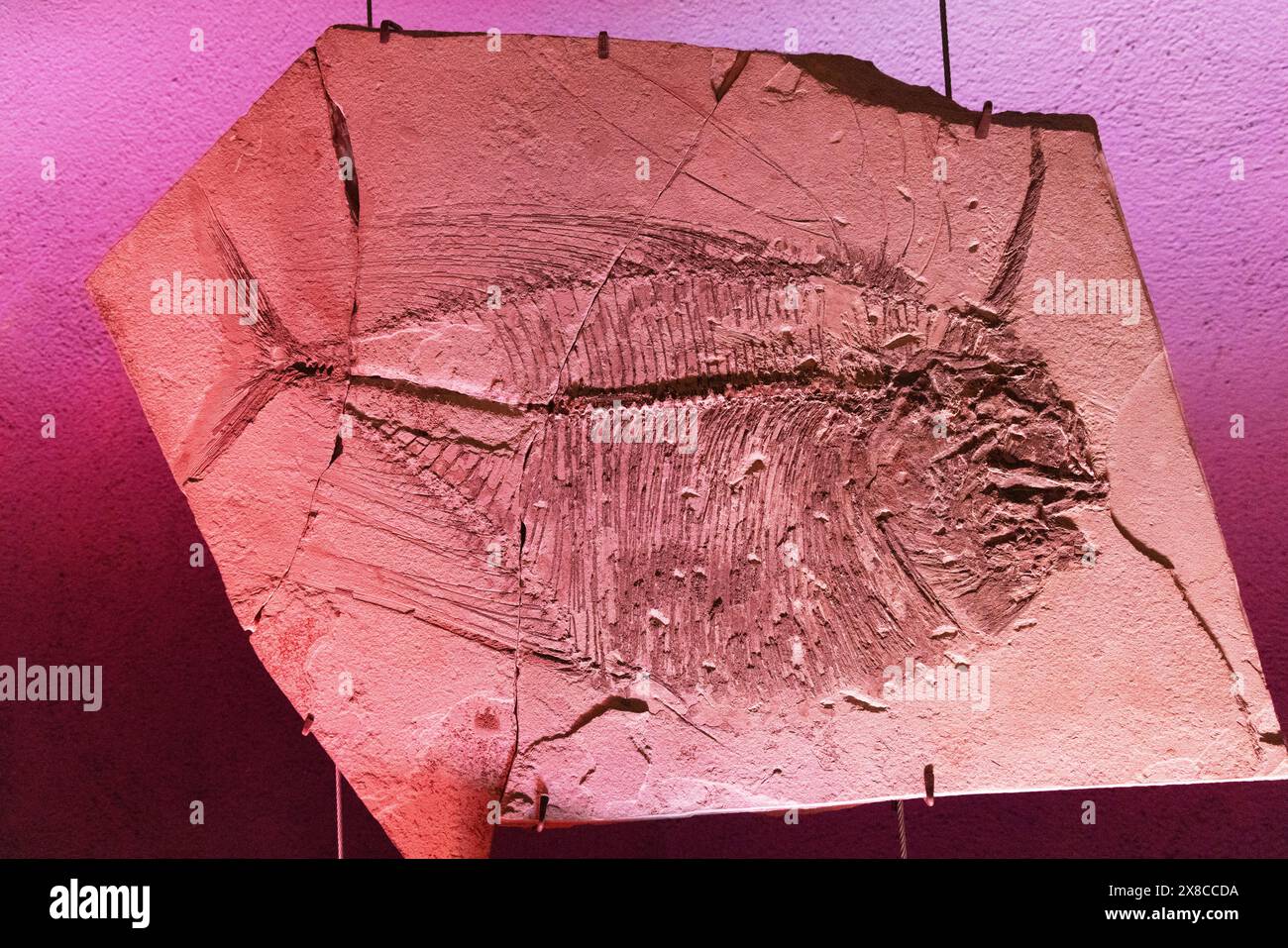 Fish fossil - a fossil of Gillicus arcuatus, extinct sea fish from the ...