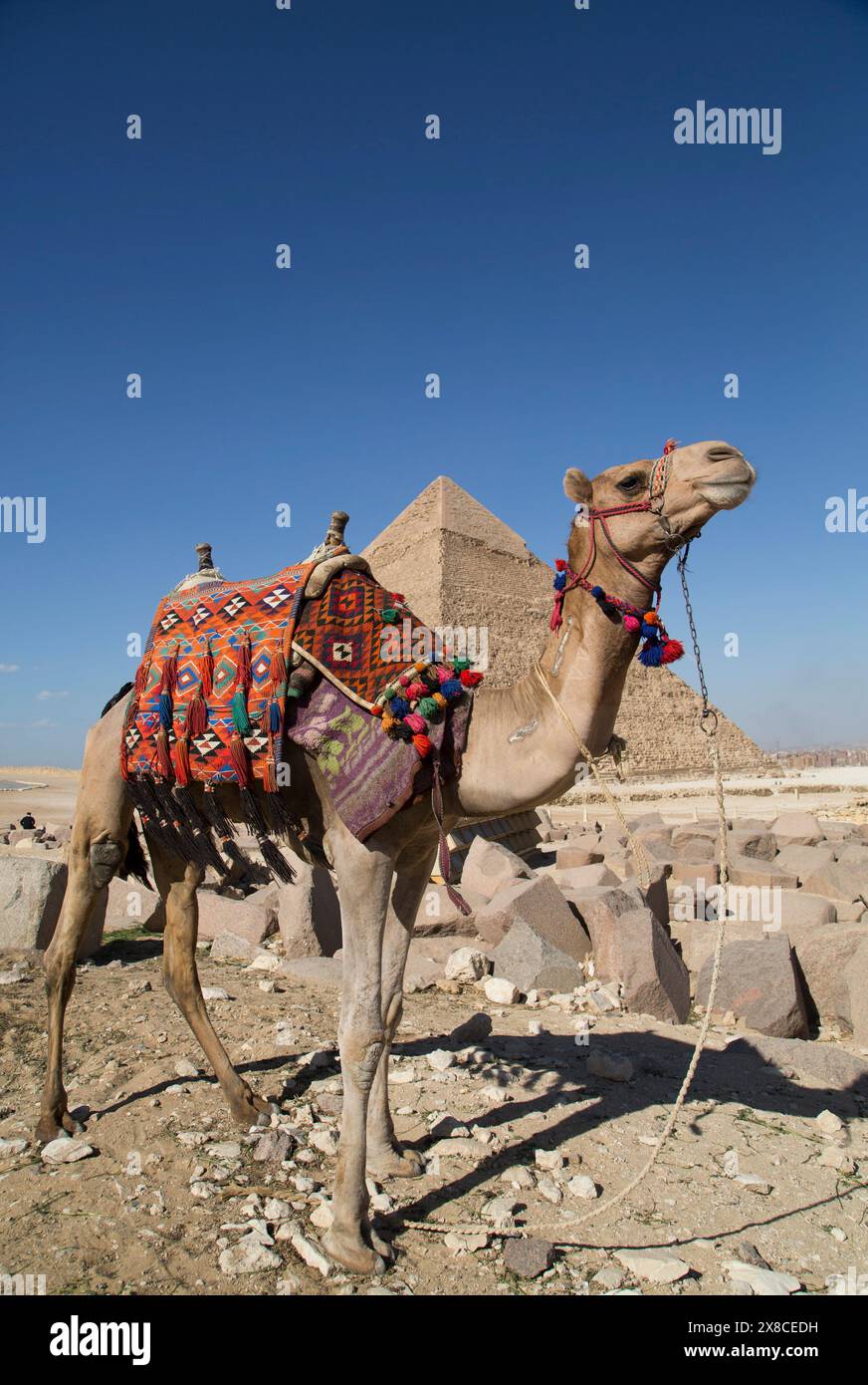 Vertical camel hi-res stock photography and images - Alamy