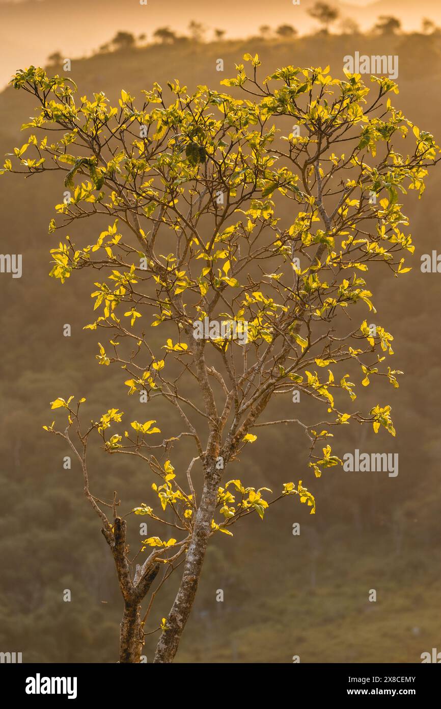 Beautiful Valley at Santa Branca, São Paulo, Brazil Stock Photo - Alamy