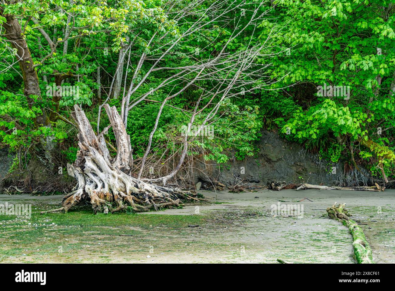 A large driftwood tree stump at a beach in Dash Point, Washington Stock ...