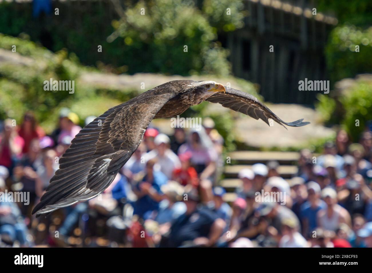view of a bald eagle during a falconry show in France Stock Photo - Alamy