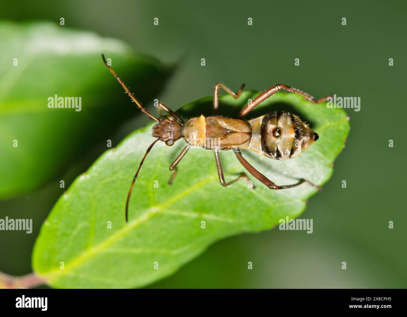 Texas bow-legged bug nymph (Hyalymenus tarsatus) insect nature ...