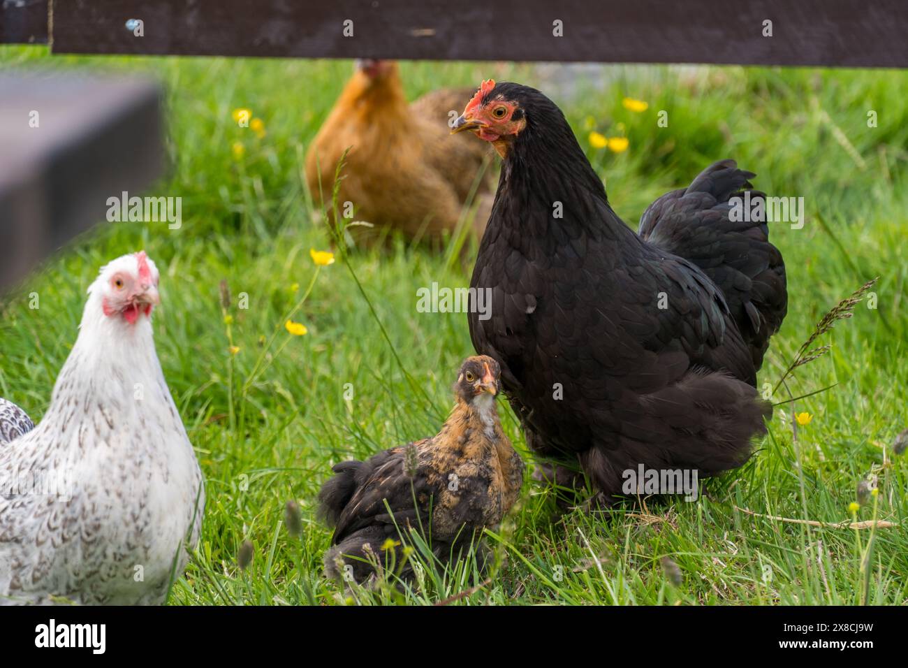 Norwegian farm animals hi-res stock photography and images - Alamy