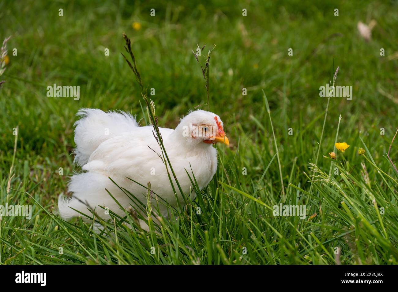 A free range chicken in a Norwegian farm Stock Photo - Alamy