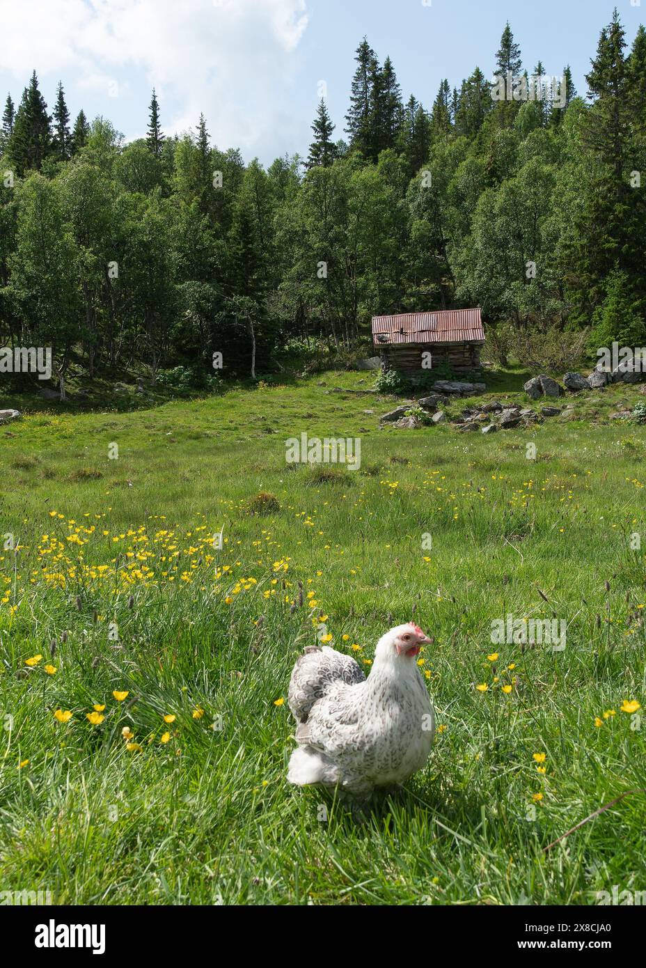 Norwegian farm animals hi-res stock photography and images - Alamy