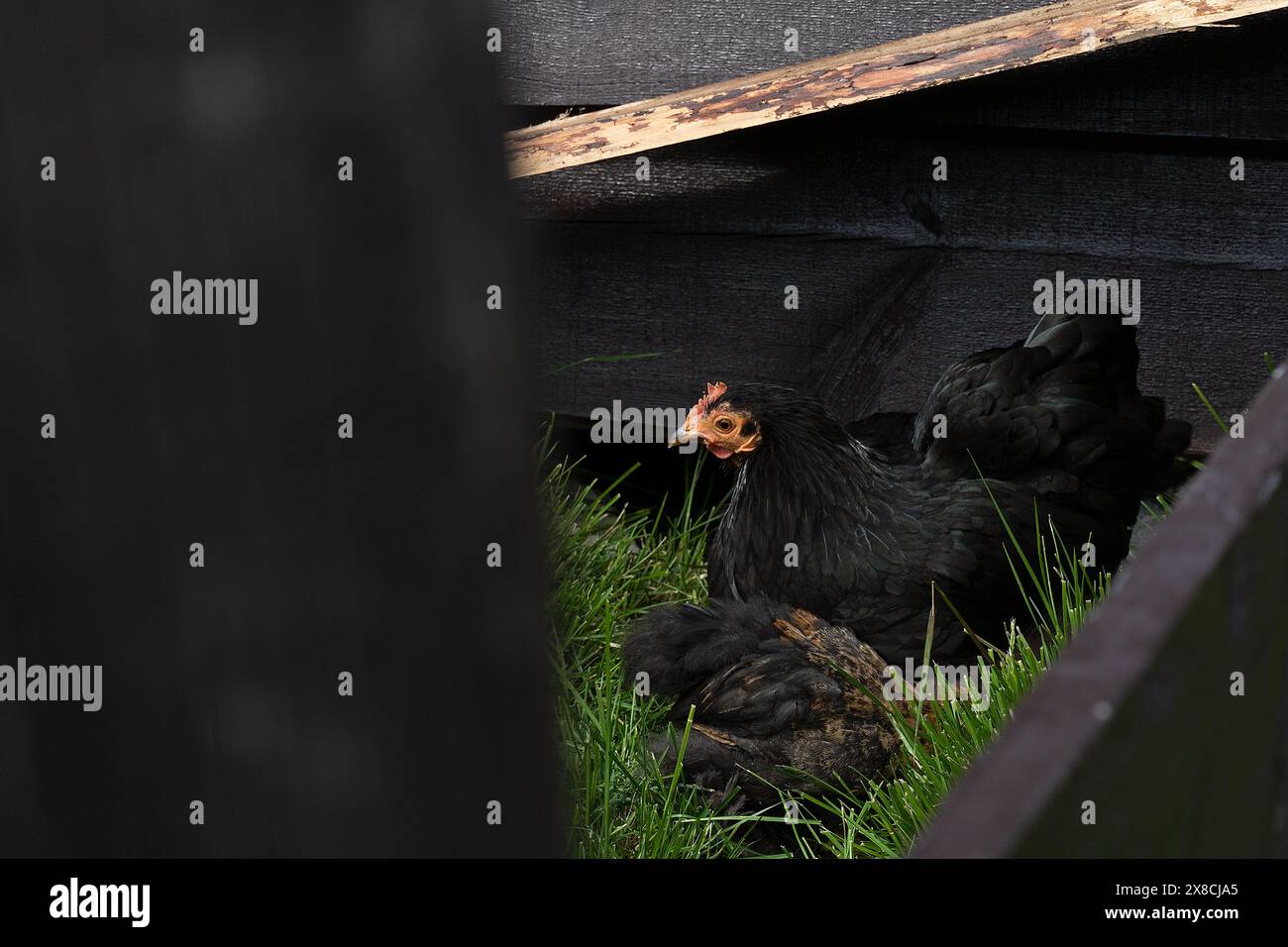 A free range chicken in a Norwegian farm Stock Photo - Alamy