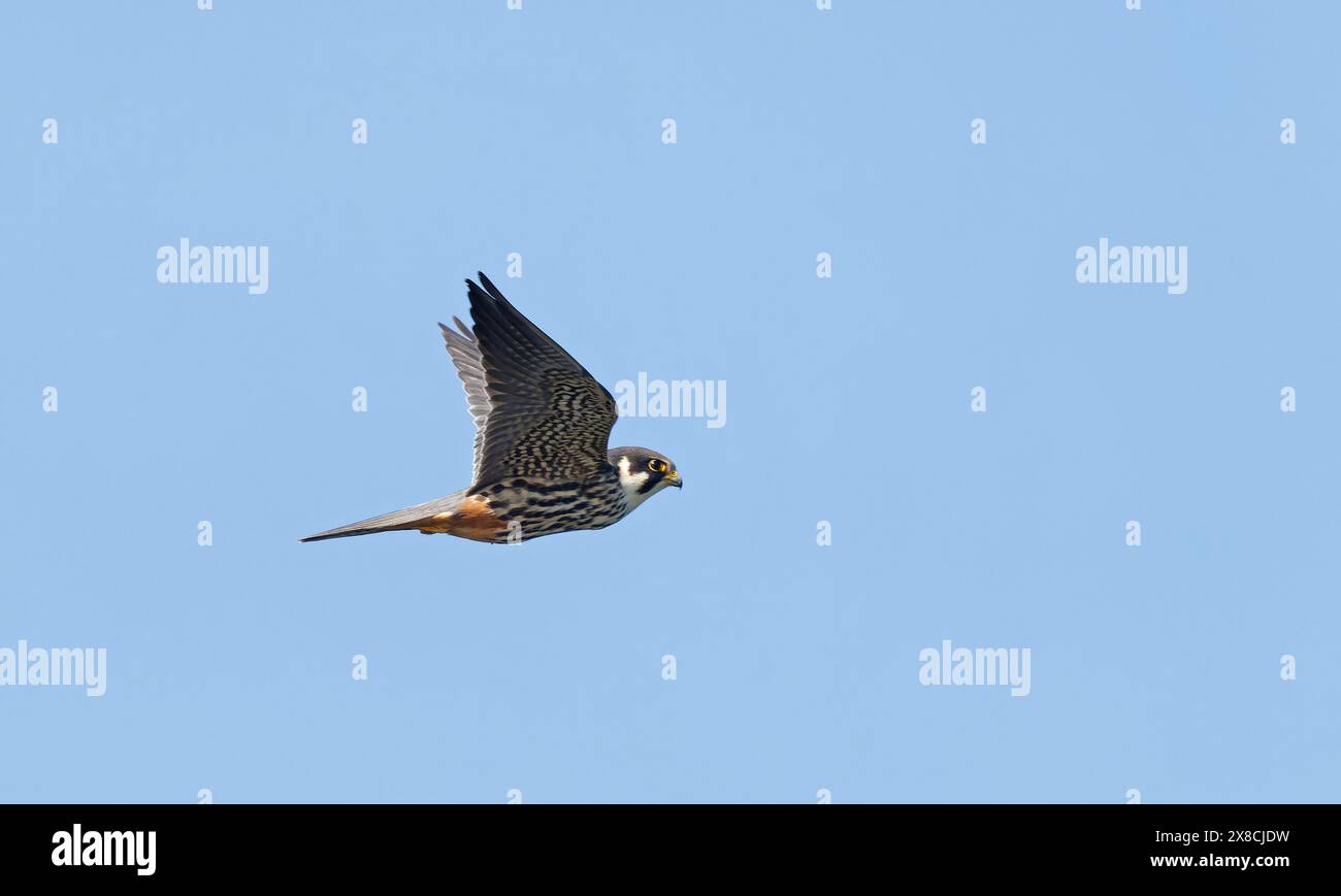 Eurasian hobby in flight Stock Photo - Alamy