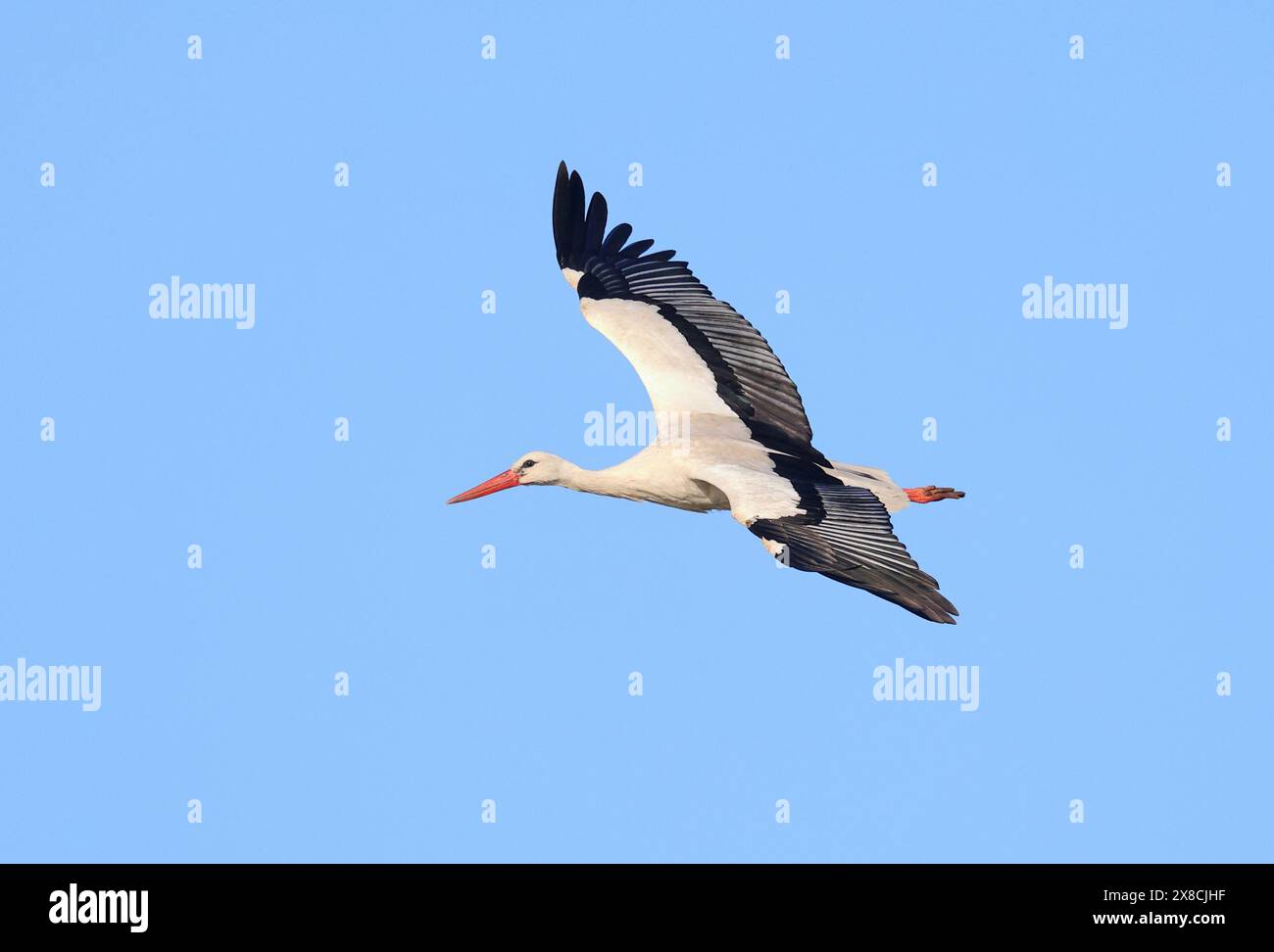 White stork in flight under blue sky Stock Photo - Alamy