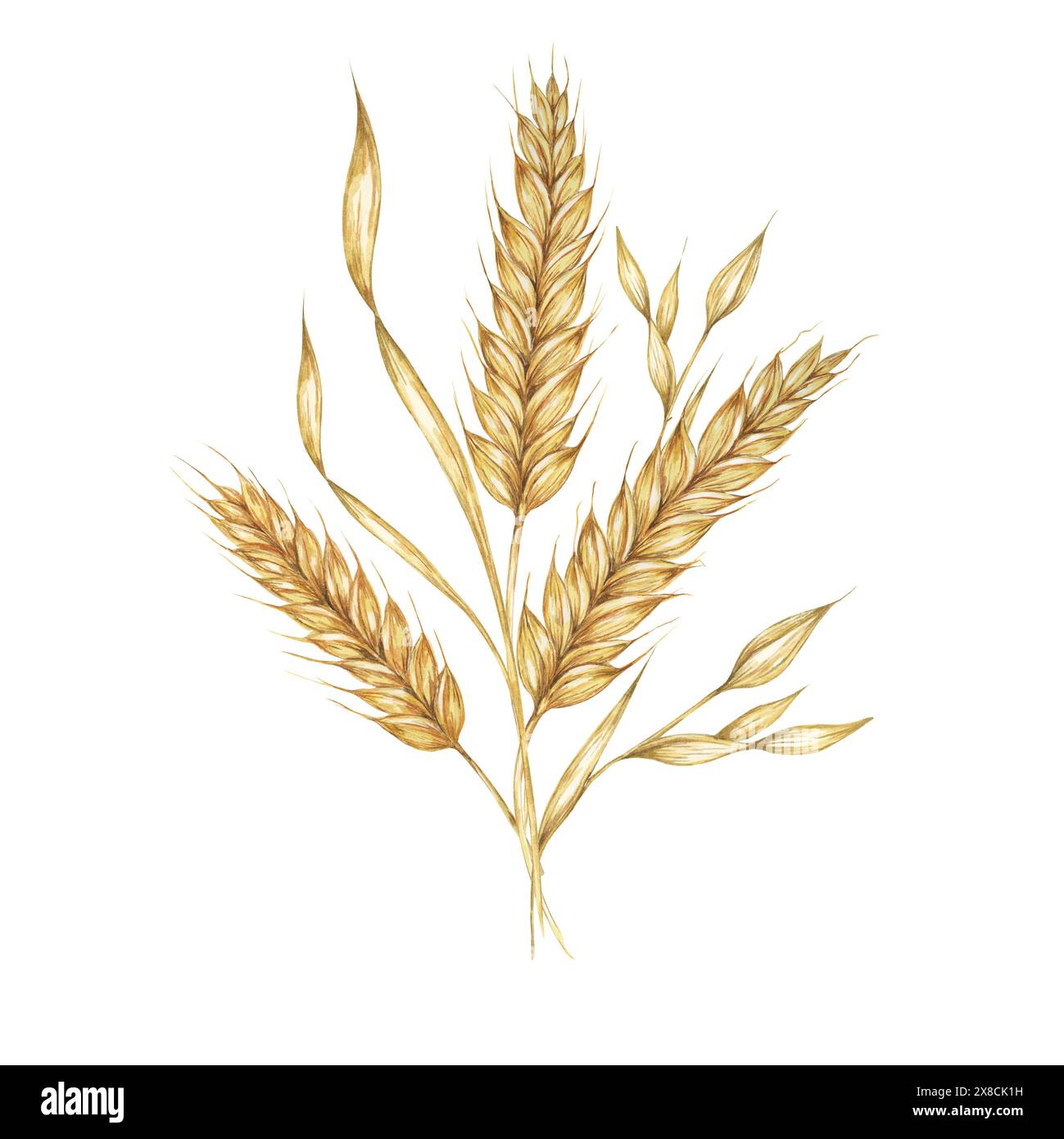 Barley spikes bunch, cereal grain ears, wheat stalks. Bouquet for ...
