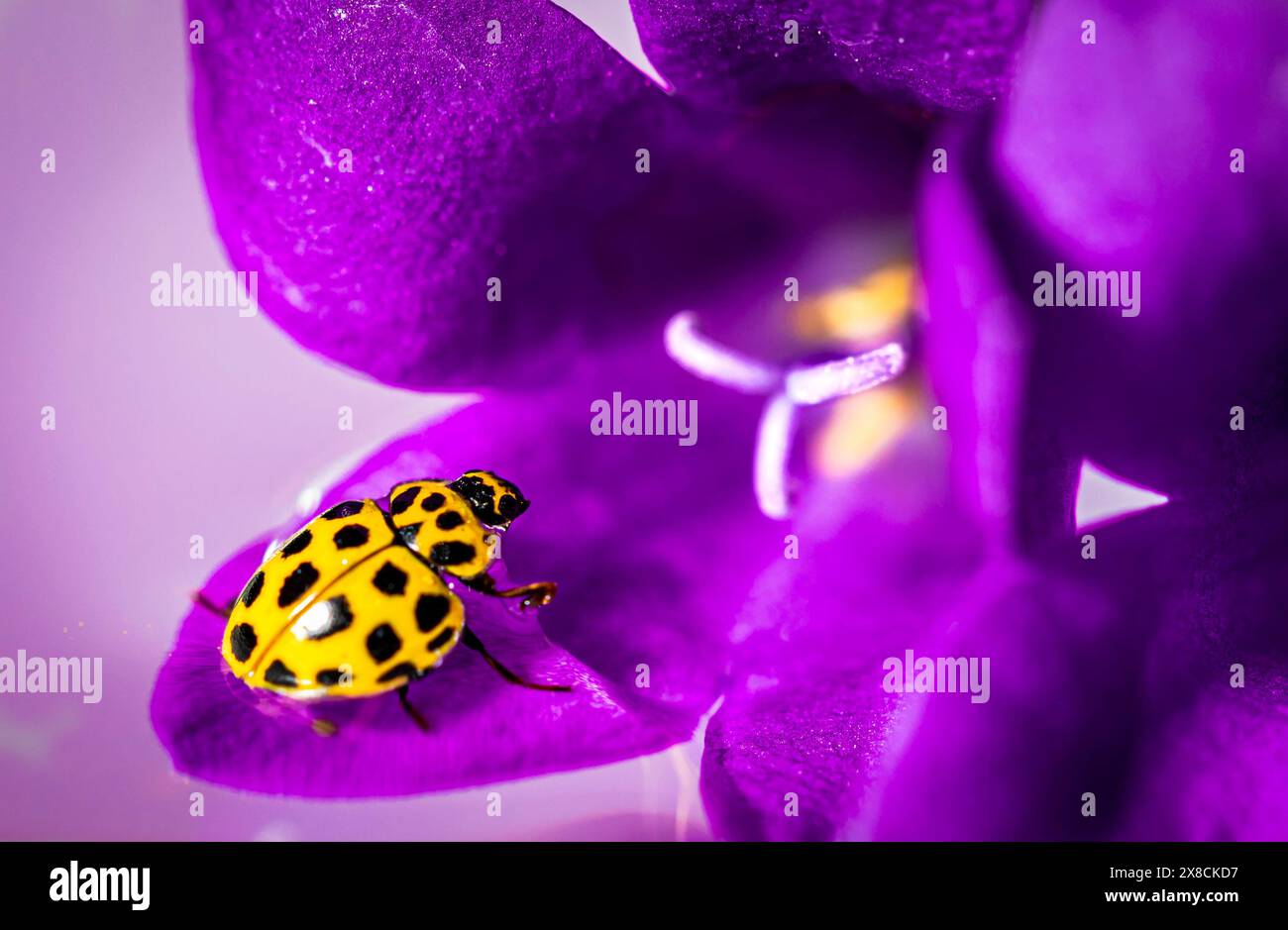 Close-up macro photograph of a yellow ladybird on a leaf in the United ...