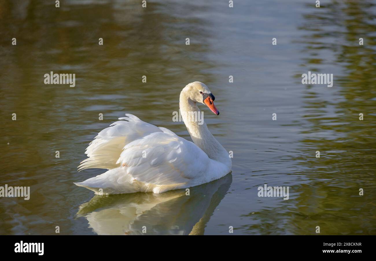 A swan in a small lagoon next to the Barraca de Salvador cabin, in the ...