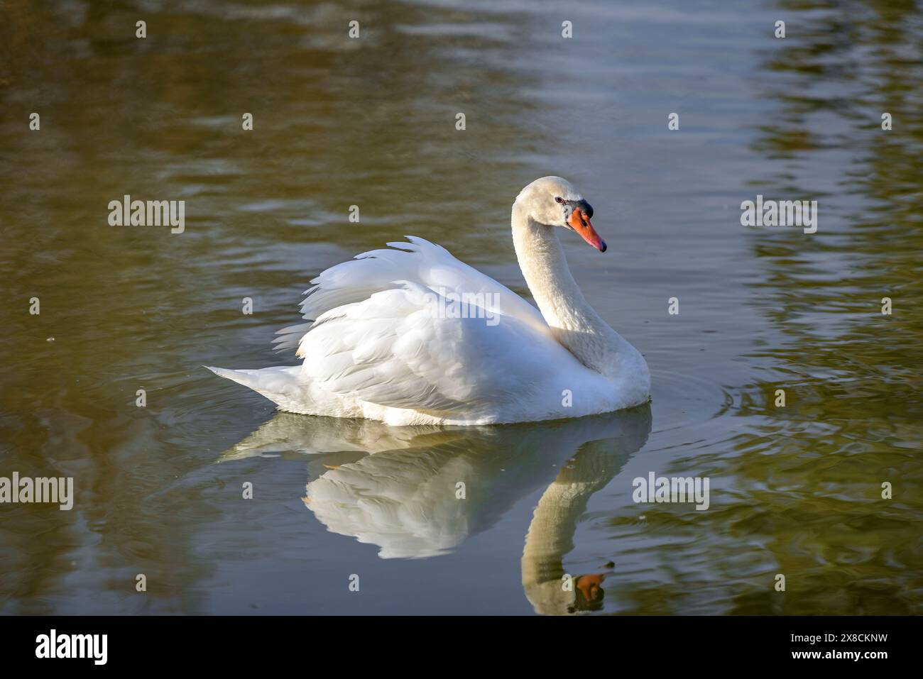 A swan in a small lagoon next to the Barraca de Salvador cabin, in the ...