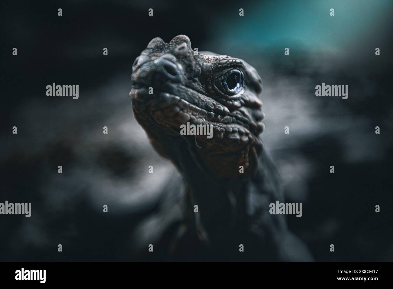 Closeup of a scaled dragon lizard Stock Photo - Alamy