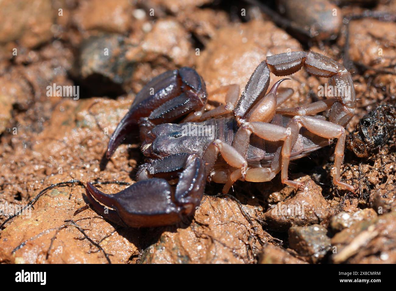 Detailed closeup on a Pacific or Western Forest Scorpion, Uroctonus ...